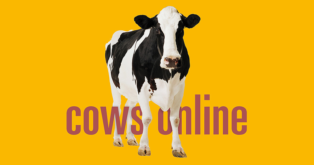 Cows Online Digitalagentur in Rheine: Webdesign, Marketing, Hosting ...